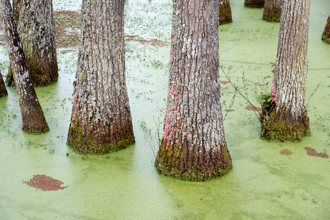 Audubon Swamp Cypress Trees © Steven Hyatt